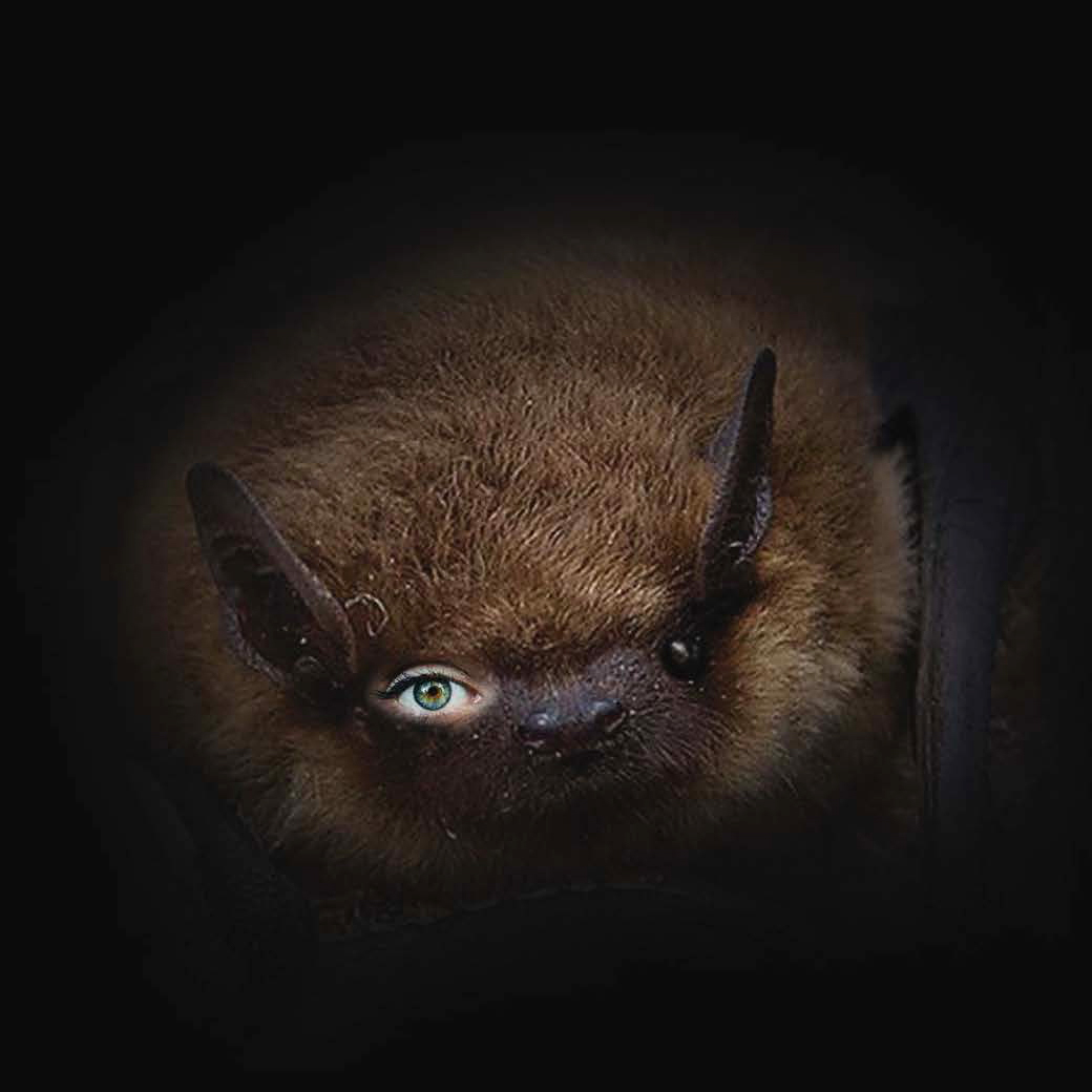 BATOPIA – Yiou Wang